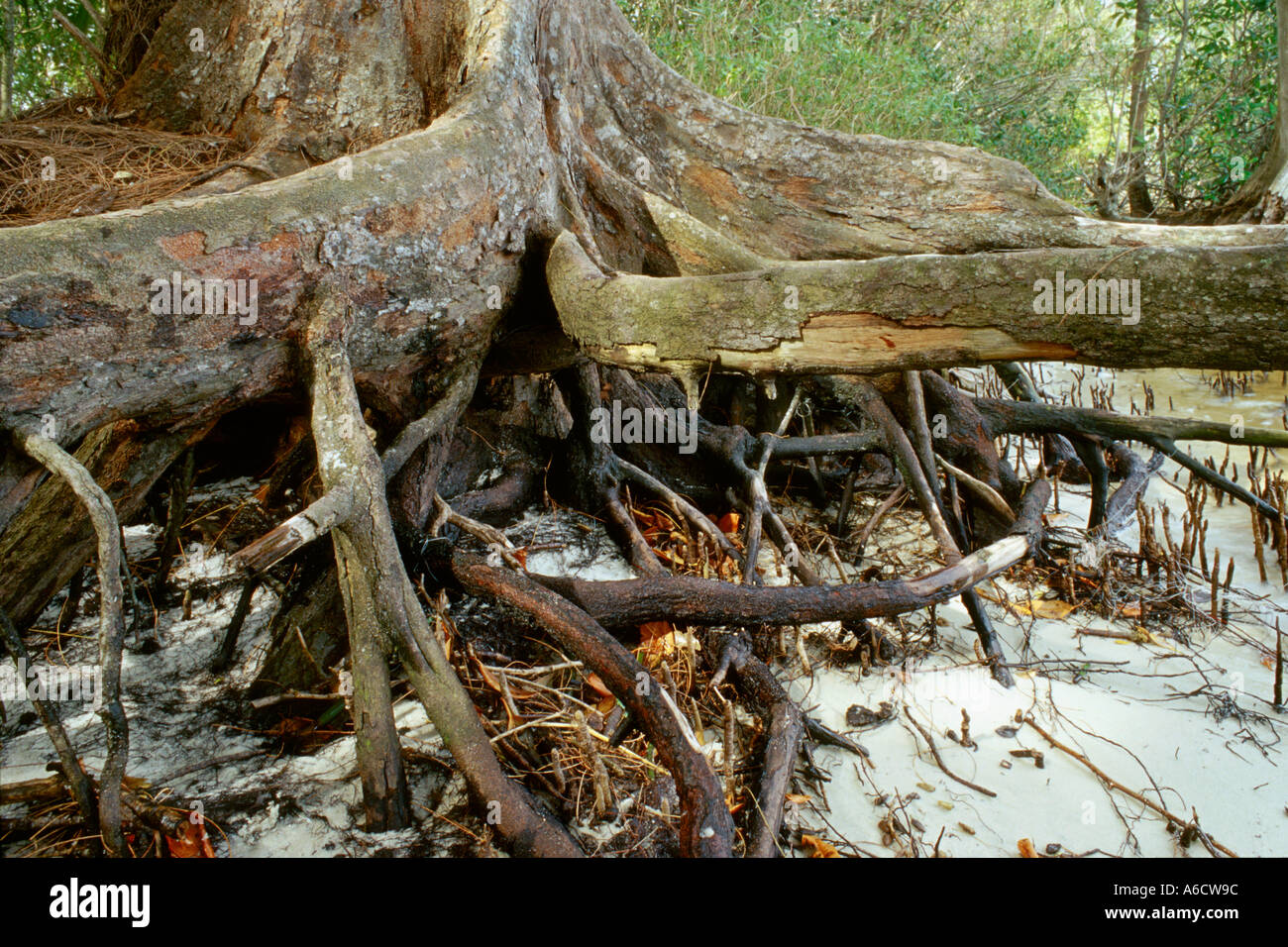 Casuarina Equisetifolia Stock Photos & Casuarina Equisetifolia Stock ...