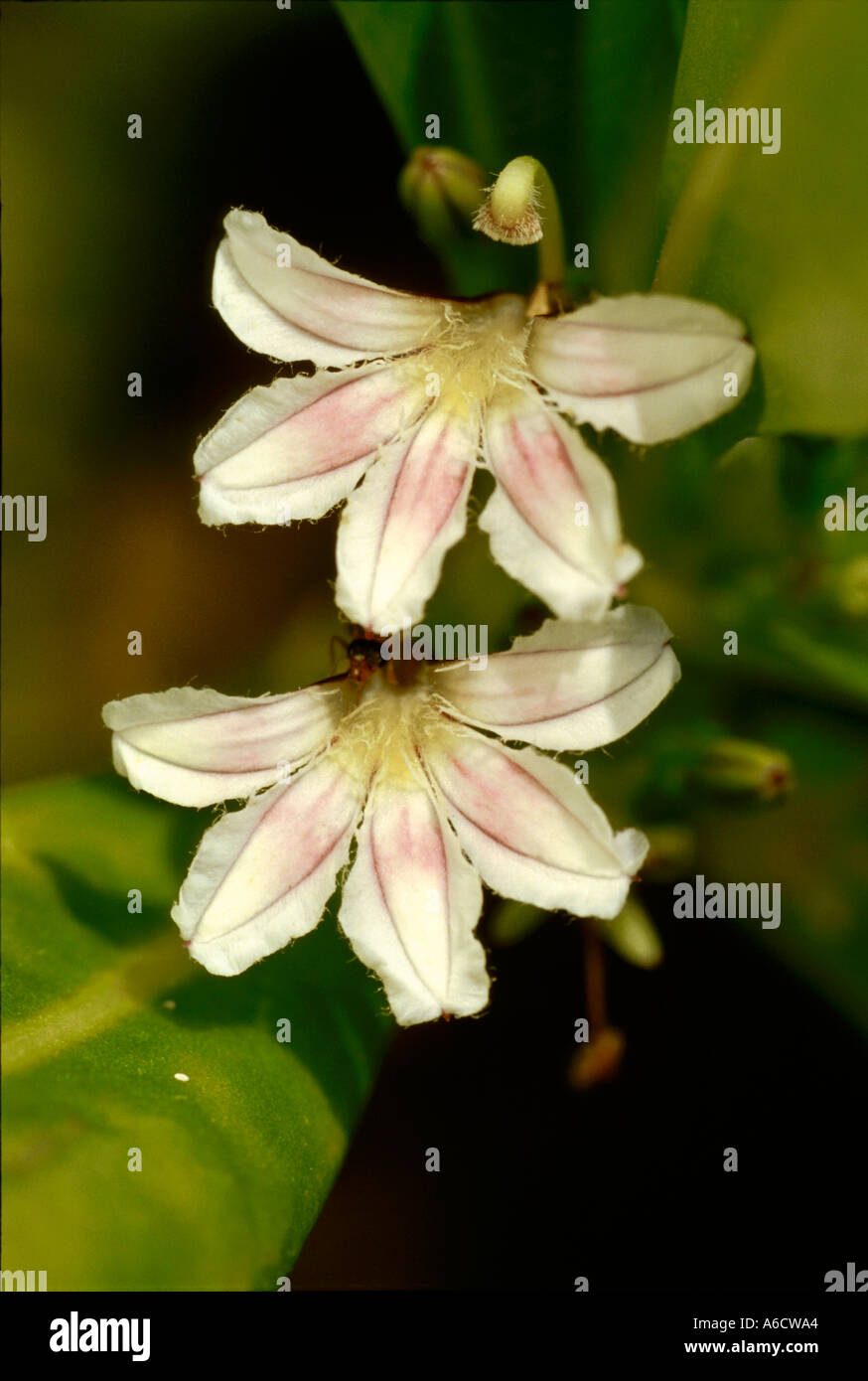 beach naupaka Hawaiian half flower Scaevola frutescens flowers Saint ...