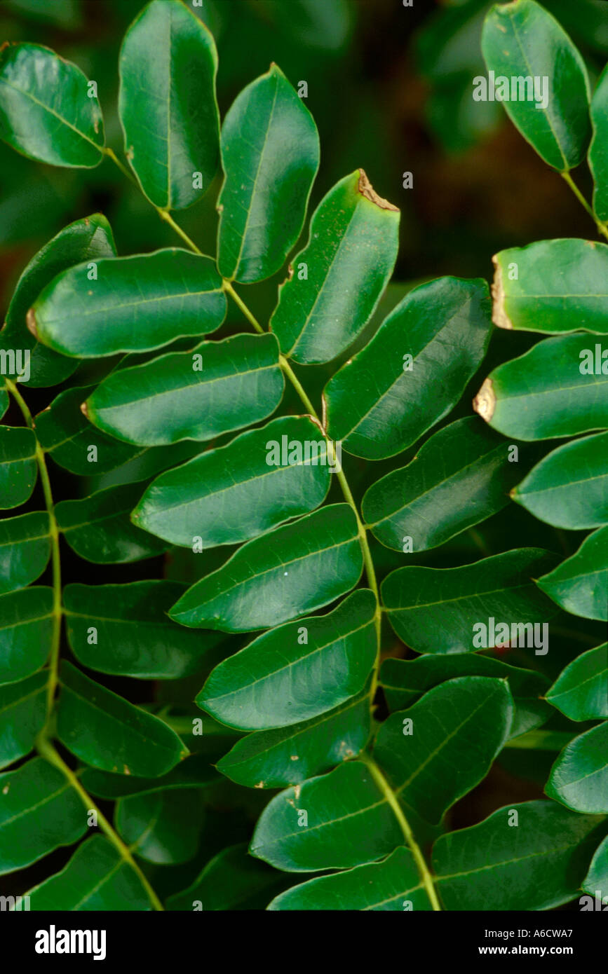 Caesalpinia bonduc hi-res stock photography and images - Alamy