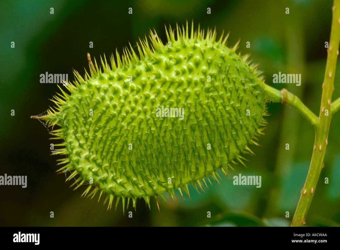 Gray nickerbean fruit hi-res stock photography and images - Alamy