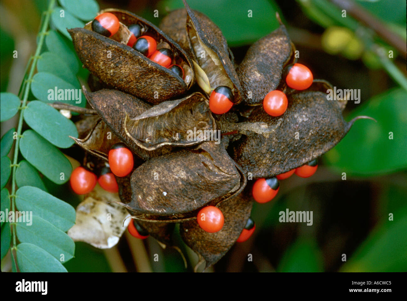 Abrus Precatorius Seeds
