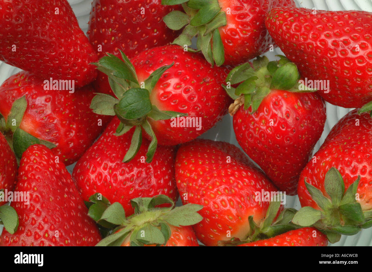 Rosaceous plant hi-res stock photography and images - Alamy