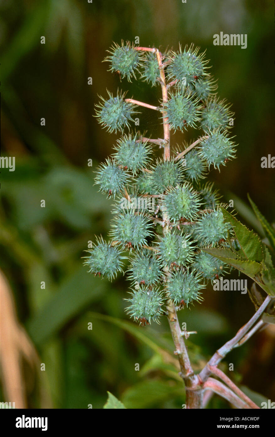 Castor bean pods hi-res stock photography and images - Alamy