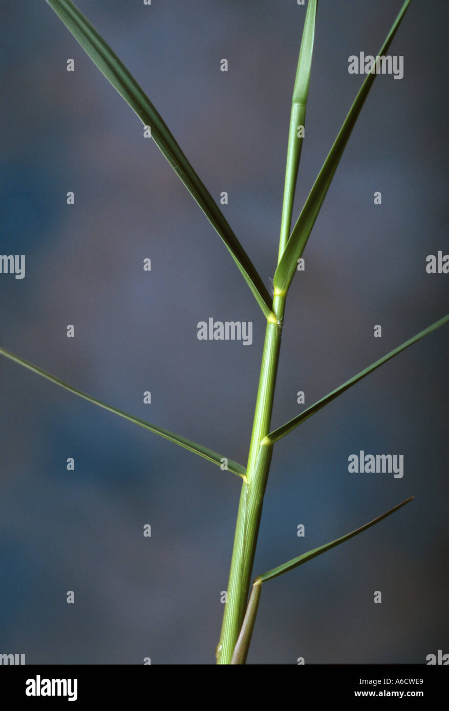 torpedo grass bullet grass Panicum littorale grass stem and blades ...