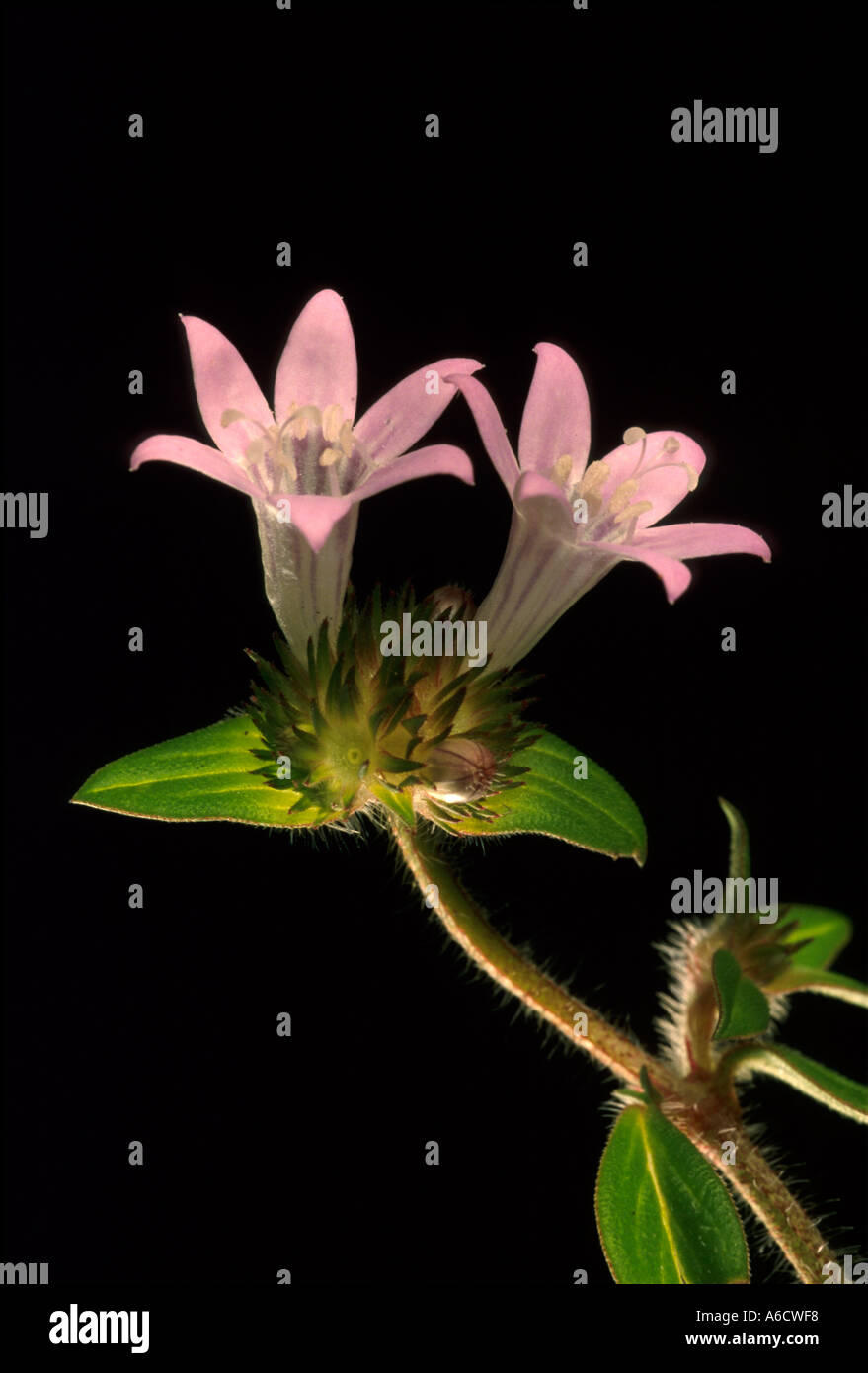 richardia Richardia grandiflora Stock Photo - Alamy