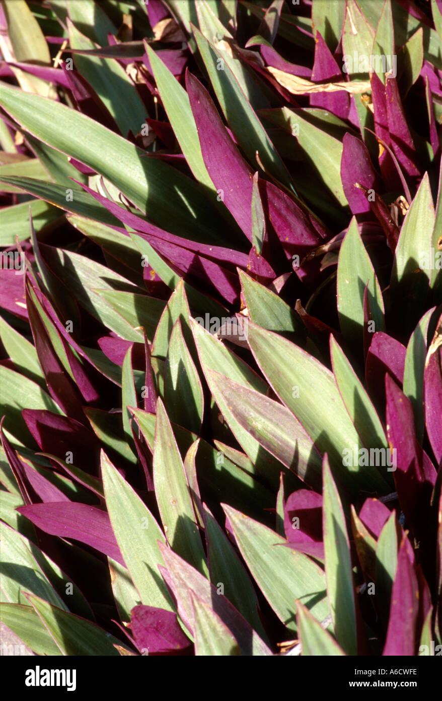 oyster plant Rhoeo spathacea Stock Photo - Alamy