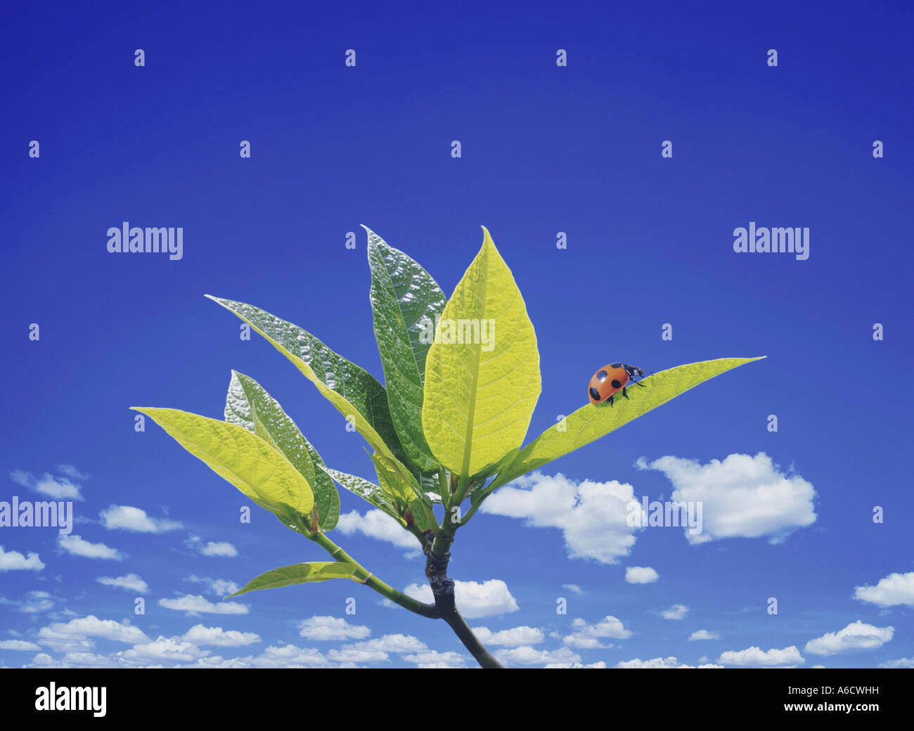 Ladybug crawling on stem hi-res stock photography and images - Alamy
