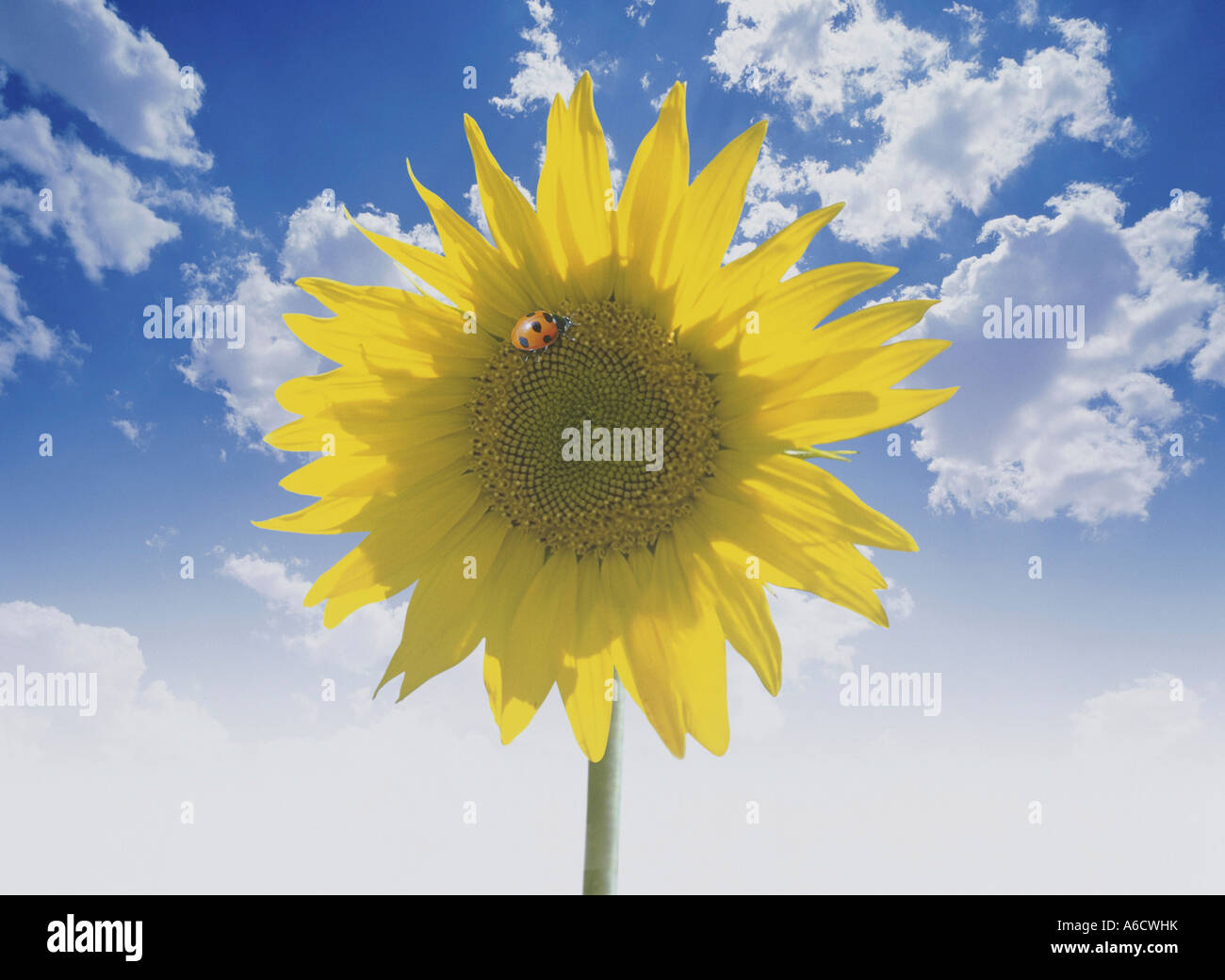 Ladybug On A Sunflower High Resolution Stock Photography and Images - Alamy