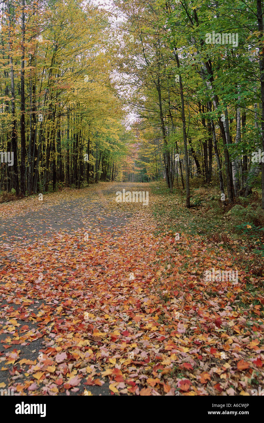 Trees along a road, Wisconsin, USA Stock Photo - Alamy
