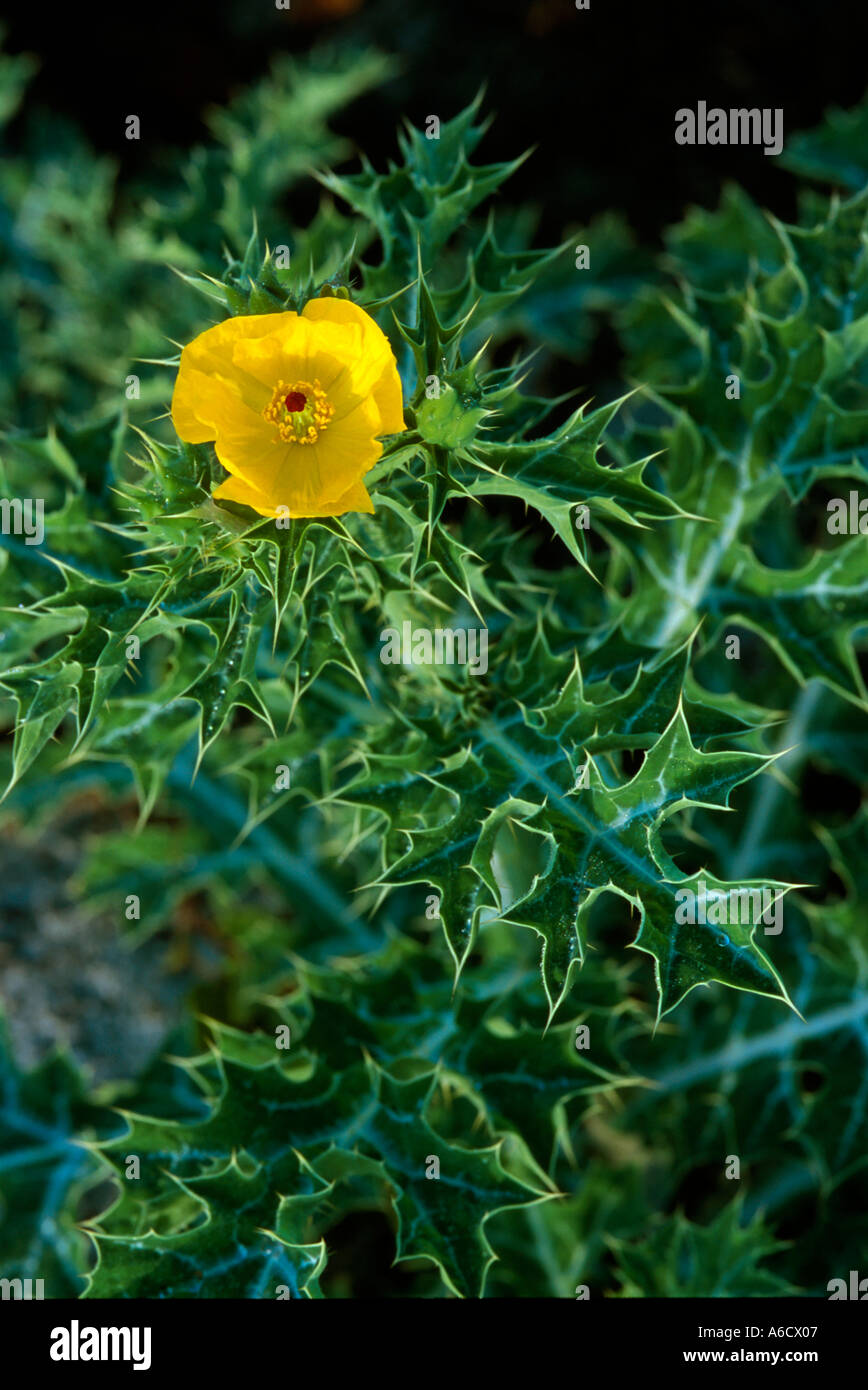 Mexican poppy Argemone mexicana flower and plant Martin County Dupuis ...
