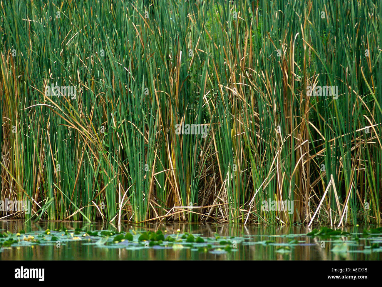 Cattail Typha Sp High Resolution Stock Photography and Images - Alamy