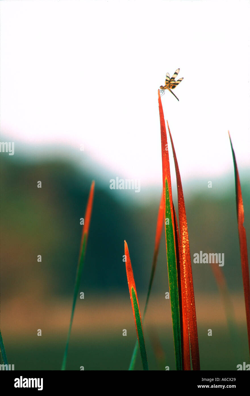 Celithemis eponia hi-res stock photography and images - Alamy