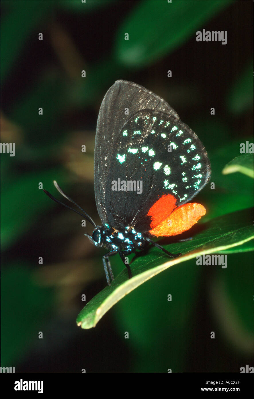 atala butterfly Eumaeus atala insects bugs Stock Photo - Alamy