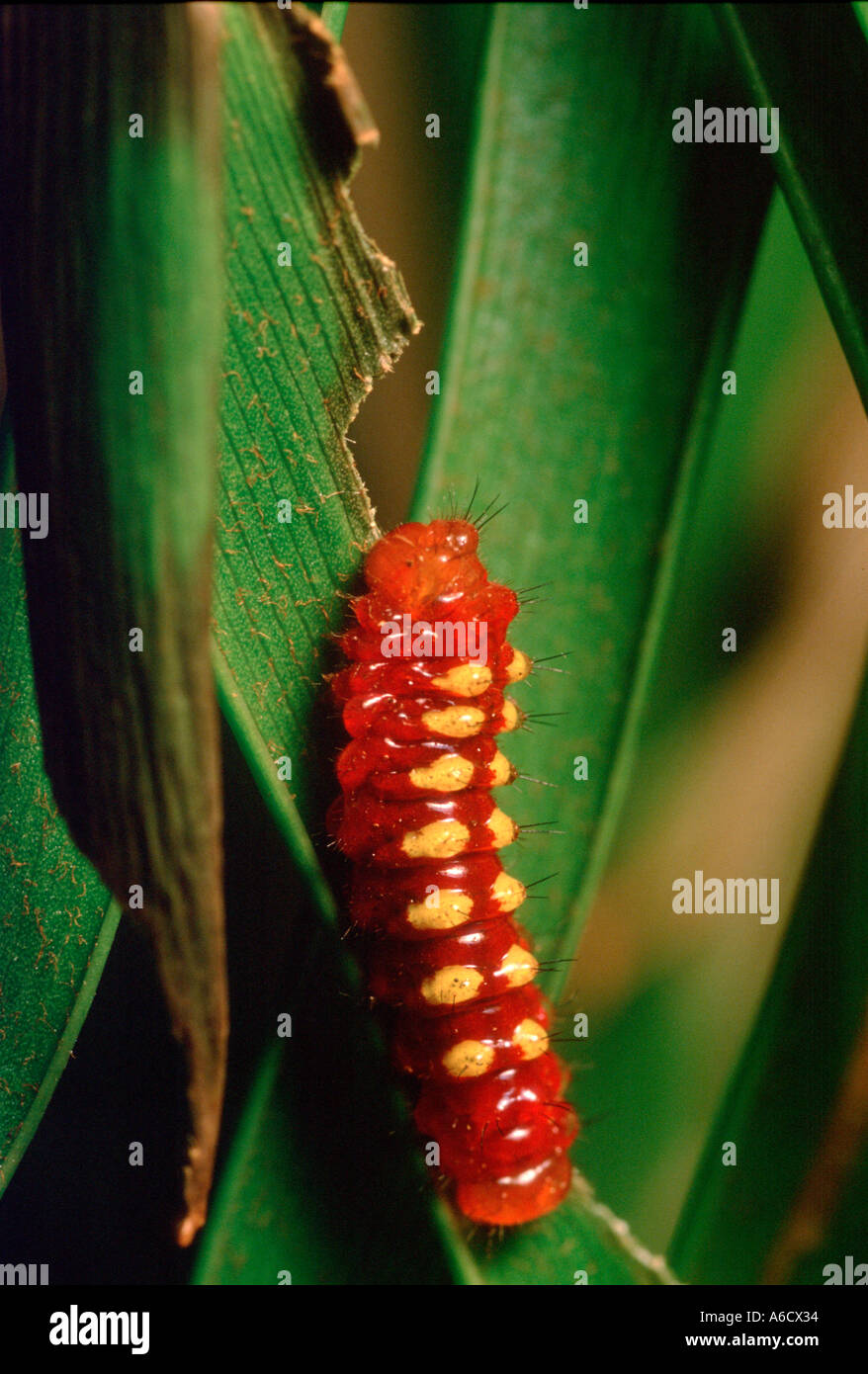 atala caterpillar Eumaeus atala insects bugs Stock Photo - Alamy