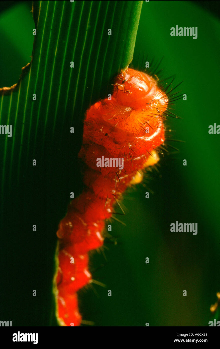 atala caterpillar Eumaeus atala insects bugs Stock Photo - Alamy