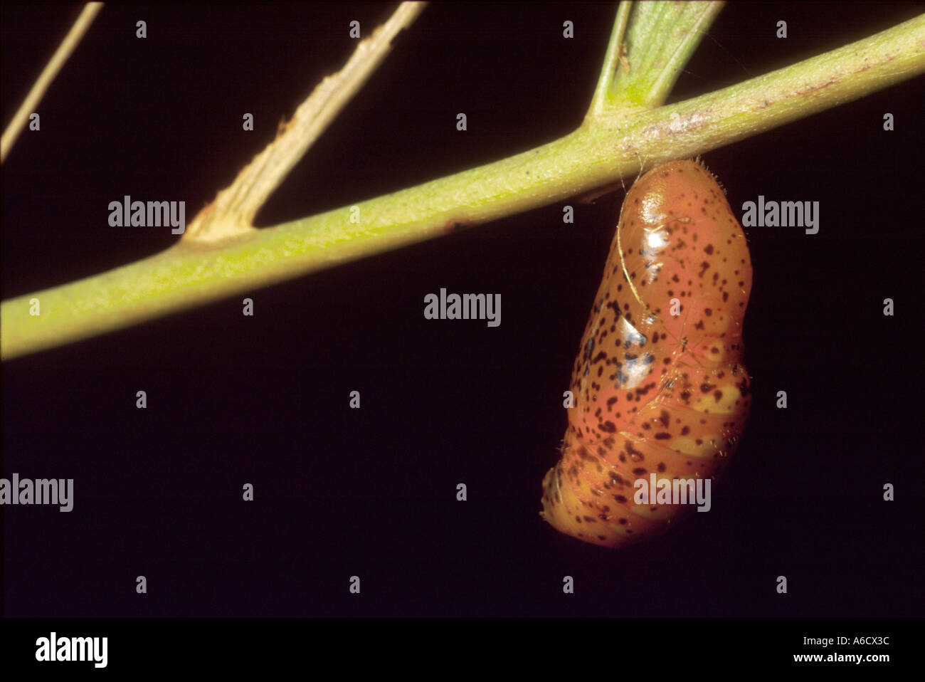 atala pupae butterfly insects bugs Stock Photo - Alamy