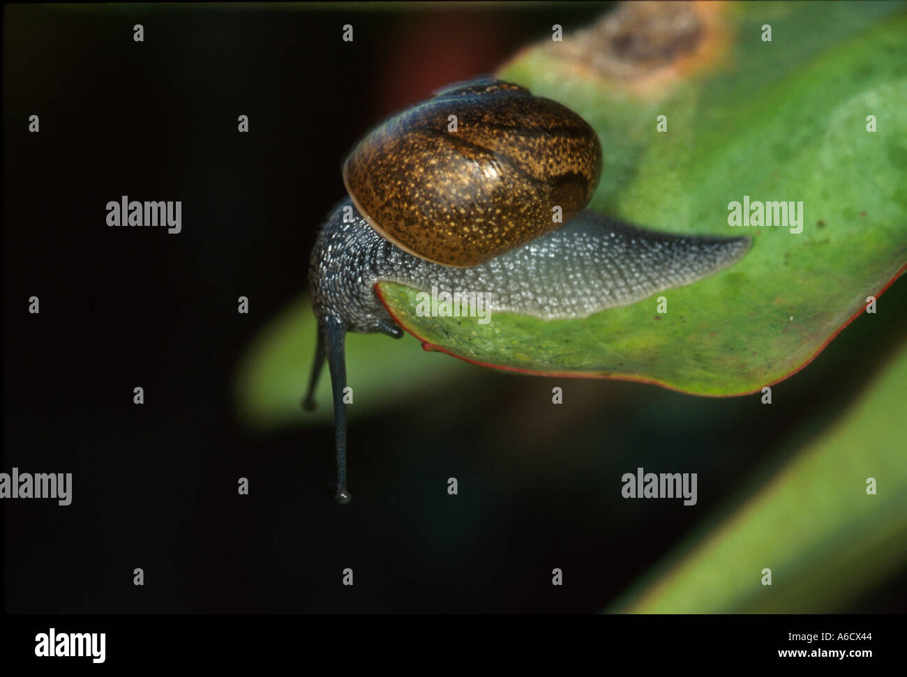terrestrial snail on leaf snails slow Stock Photo - Alamy