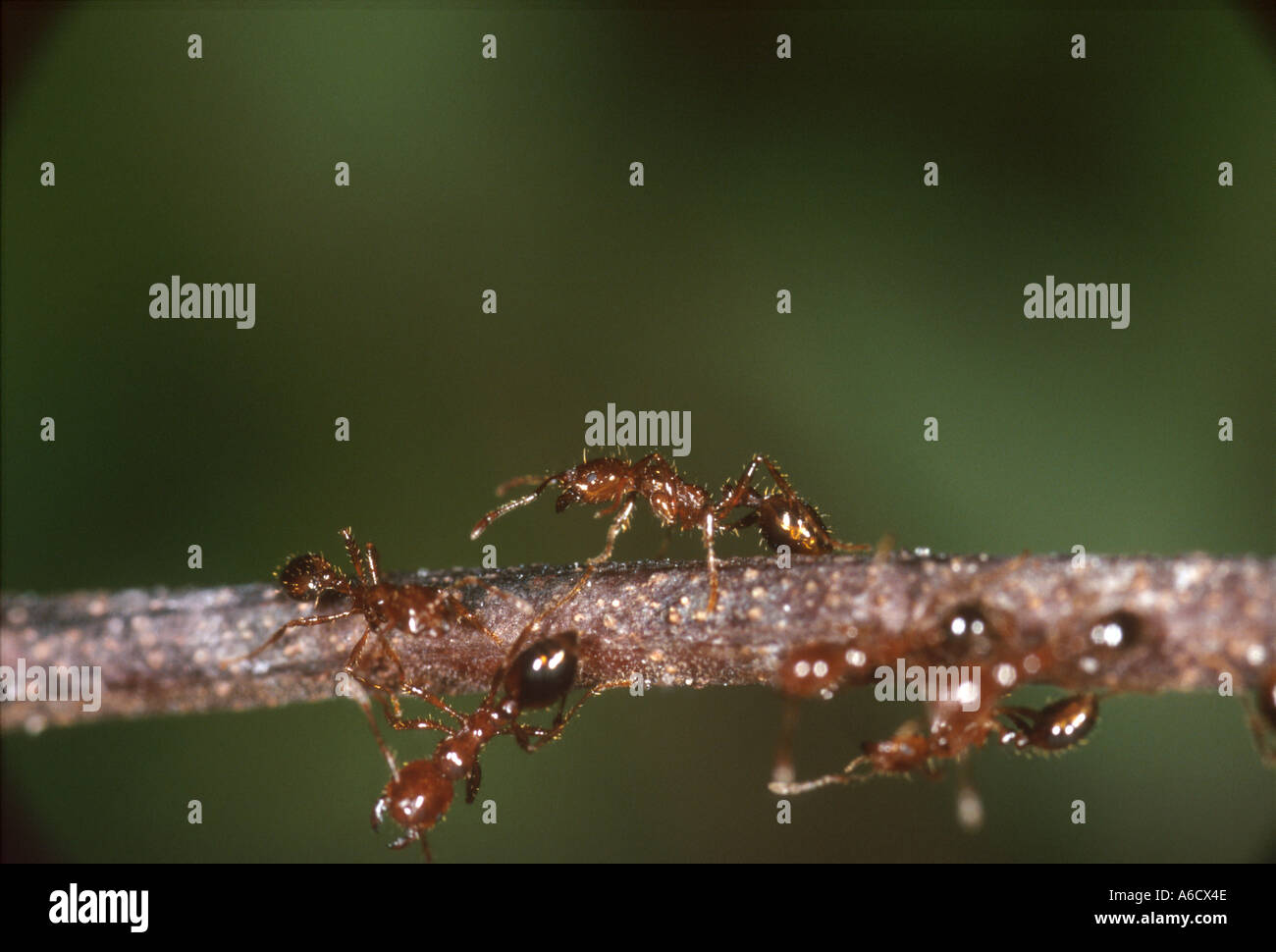 red fire ants insects bugs Stock Photo - Alamy