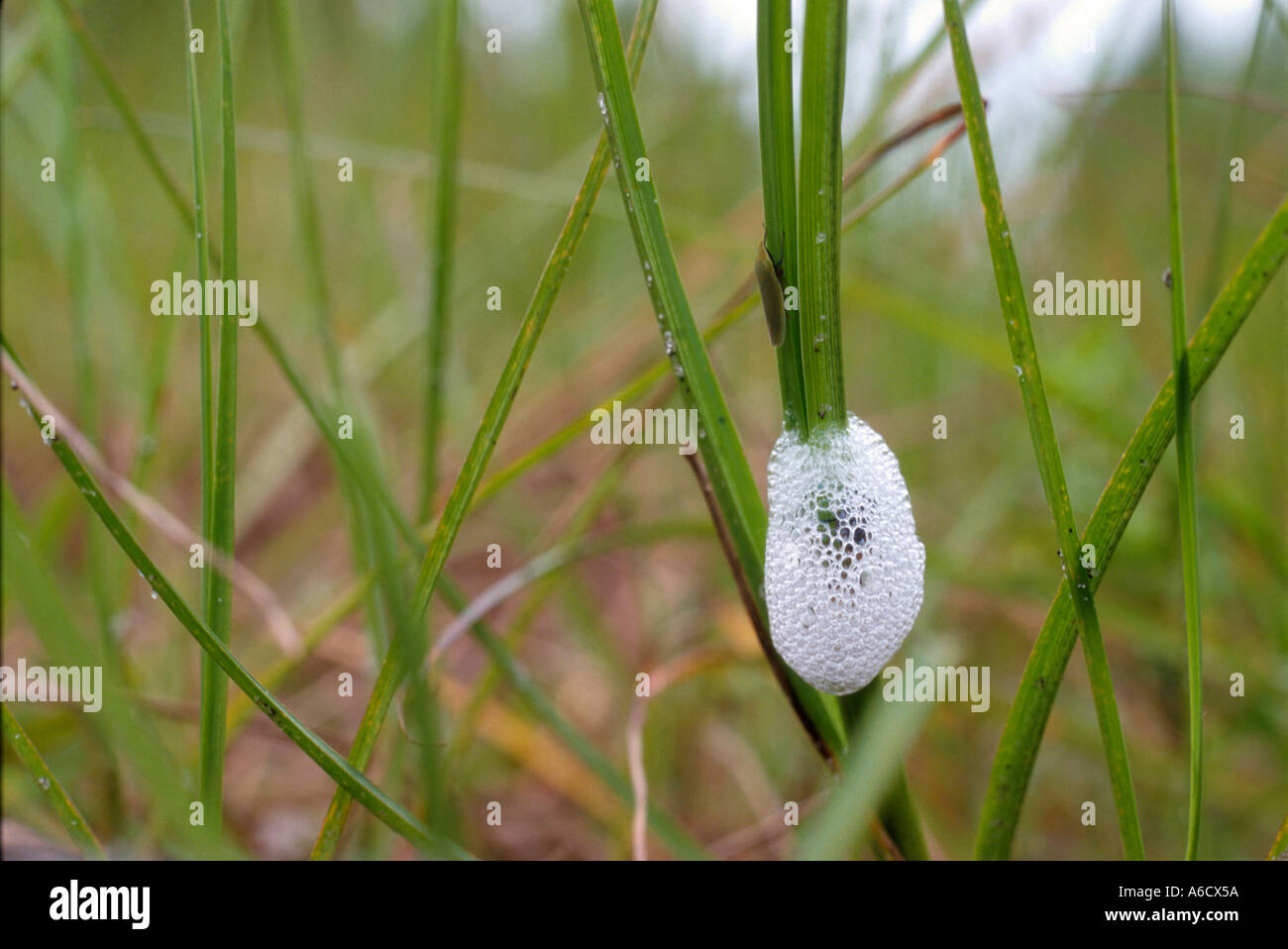 Family cercopidae hi-res stock photography and images - Alamy