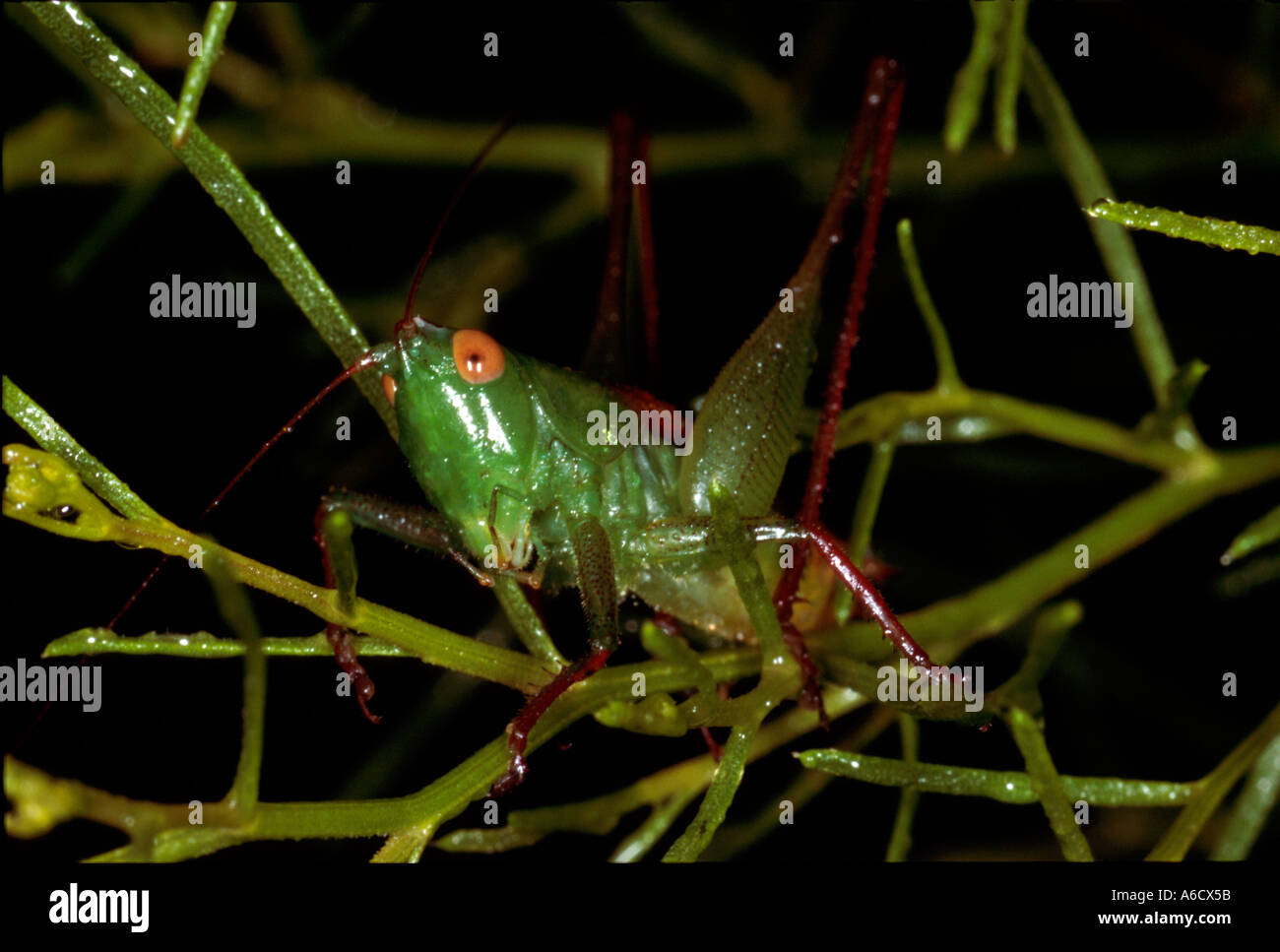 Orchelimum gladiator hi-res stock photography and images - Alamy