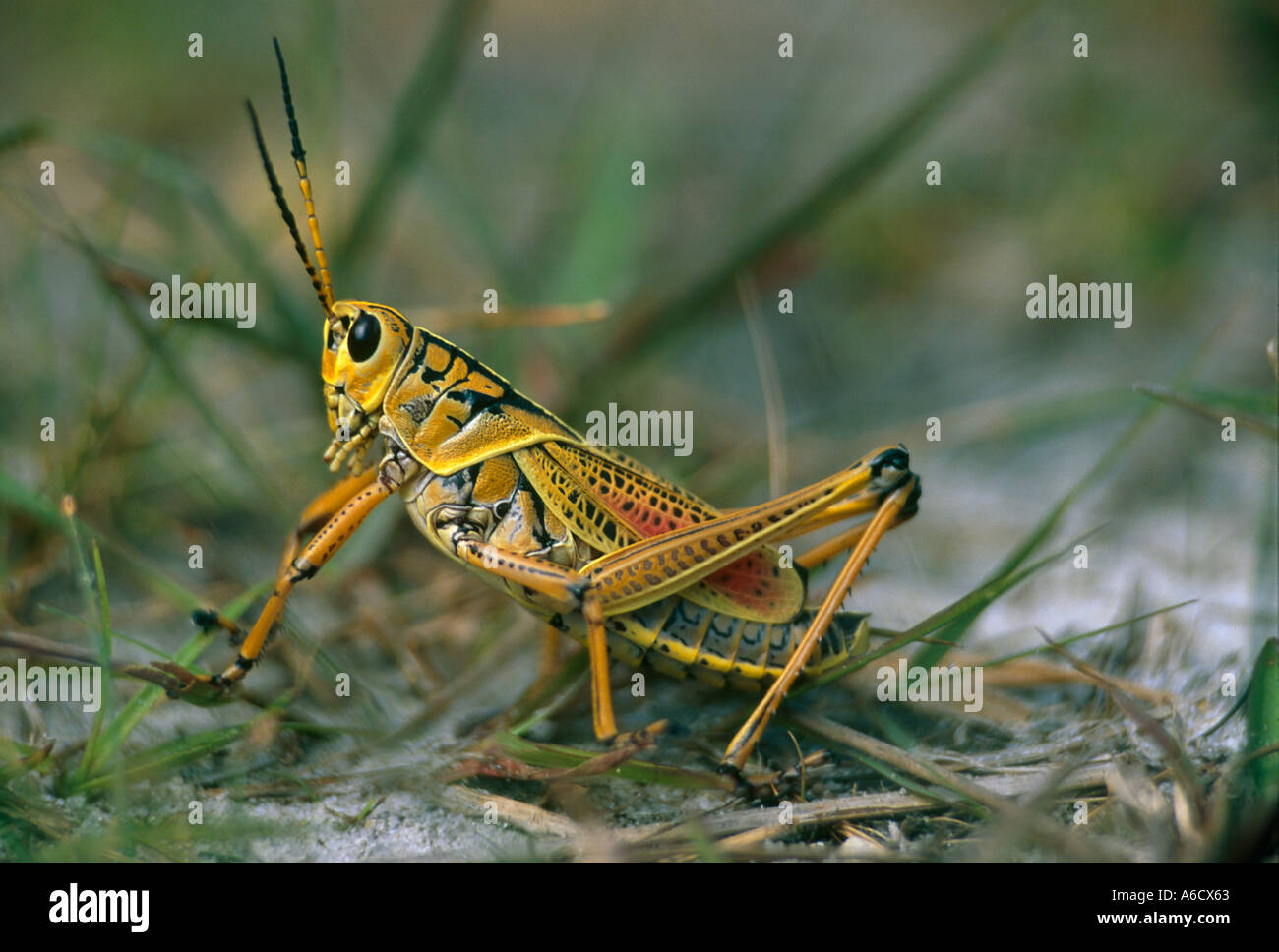 Southeastern lubber grasshopper Romalea microptera insects bugs Stock ...