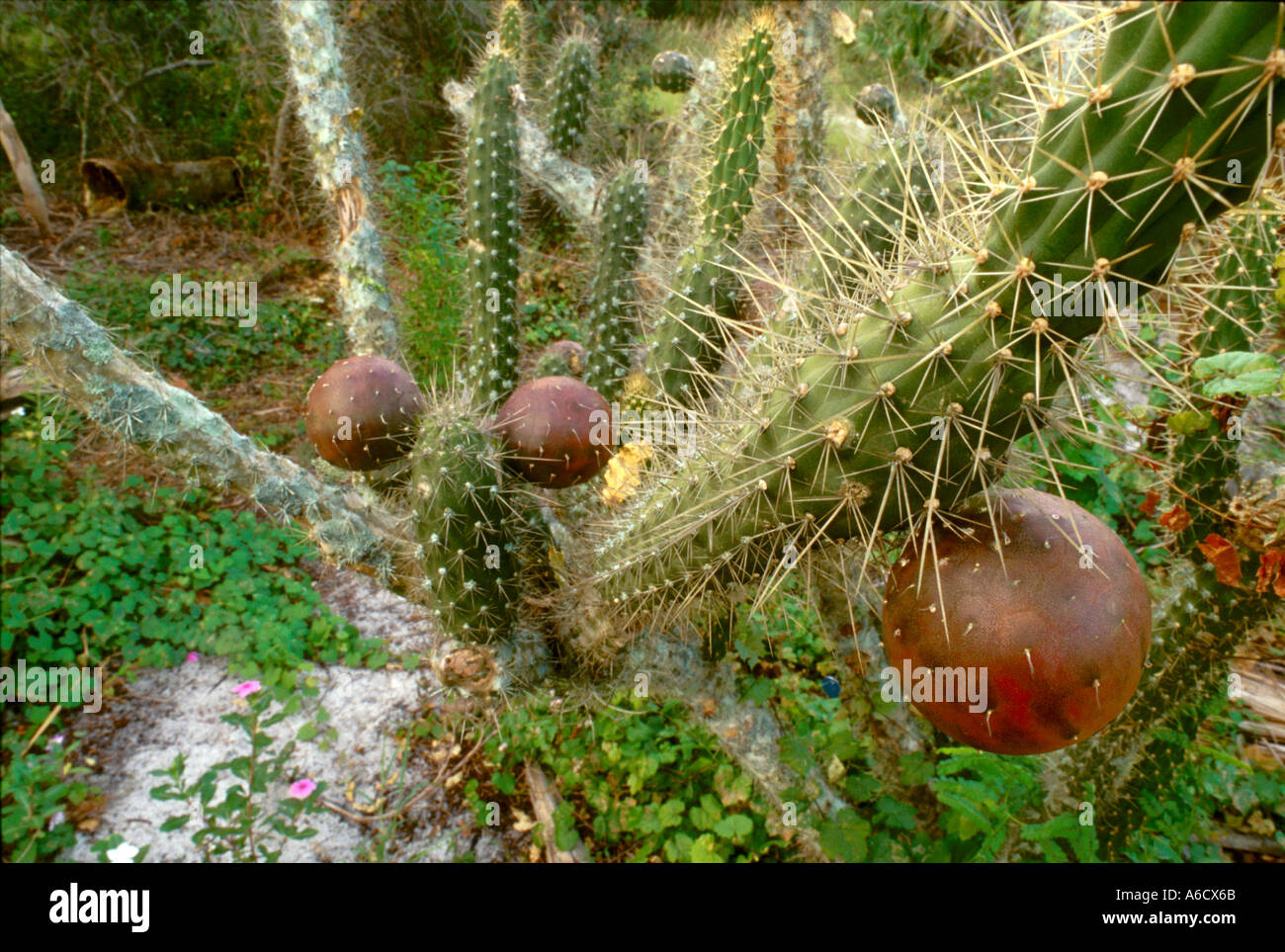 fragrant prickly apple cactus Harrisis fragrans Martin County Savannas ...