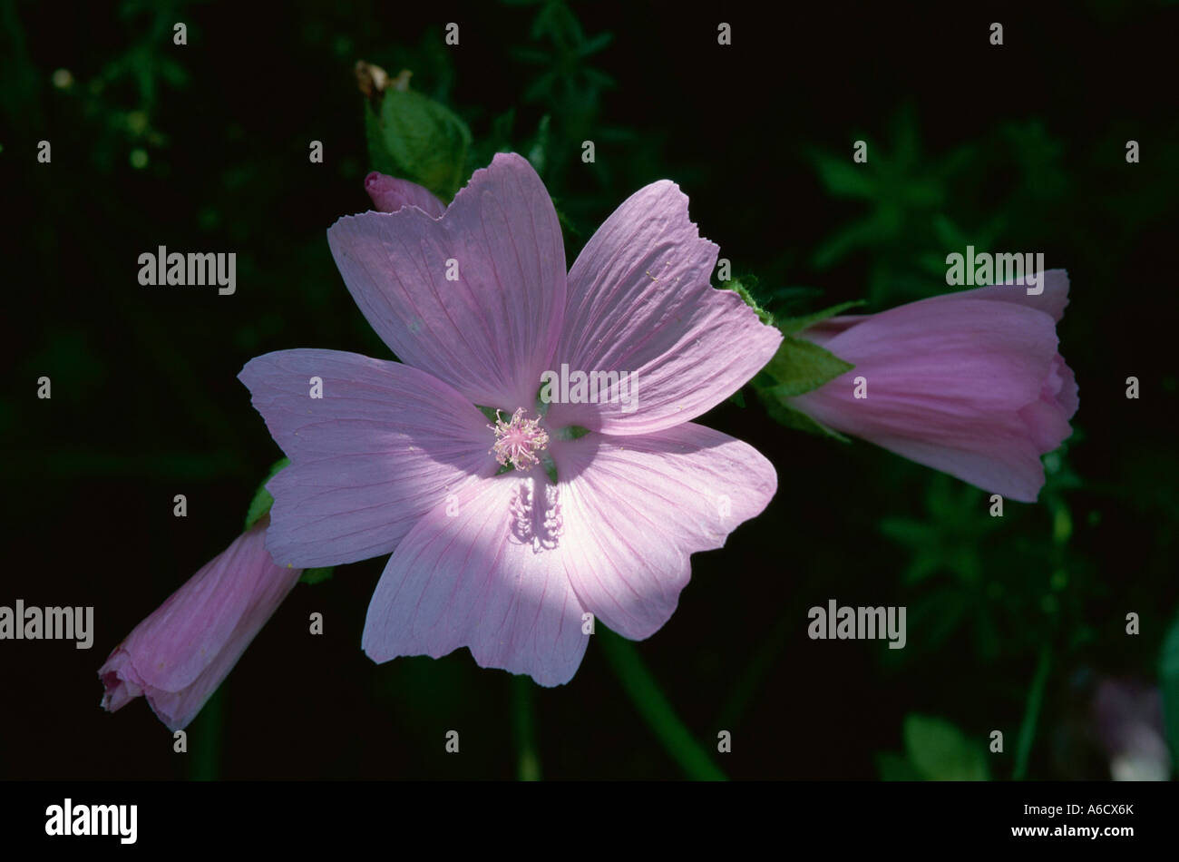 Close-up of a Musk Mallow flower Stock Photo - Alamy