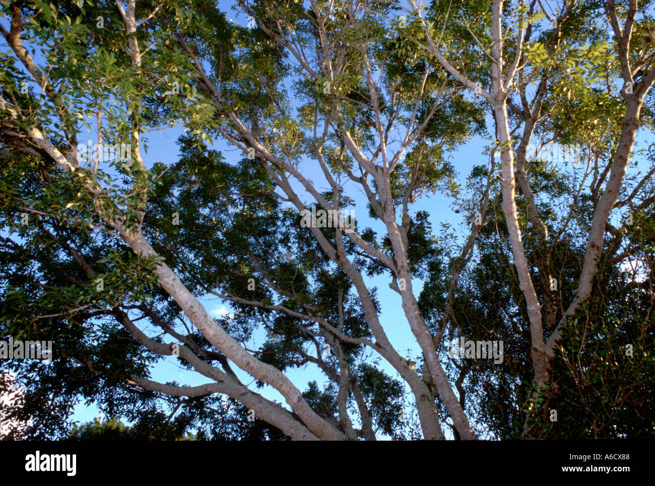 Mahogany hi-res stock photography and images - Alamy