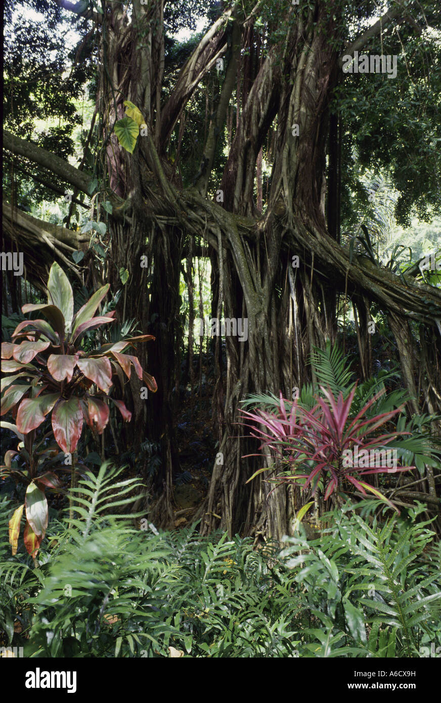 Banyan tree in a forest, Hawaii, USA Stock Photo - Alamy