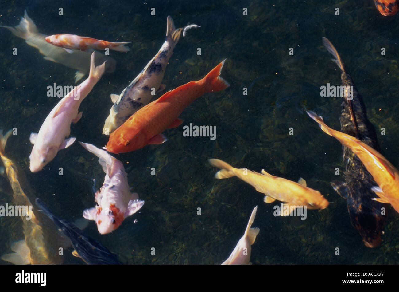 High angle view of a group of Koi fish Stock Photo - Alamy