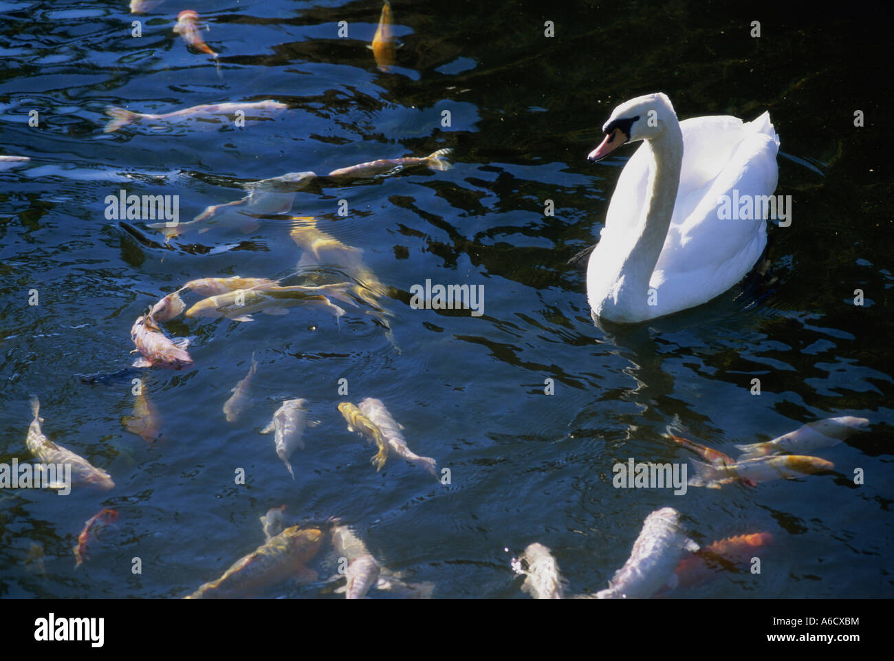 Swan fish in beak hi-res stock photography and images - Alamy