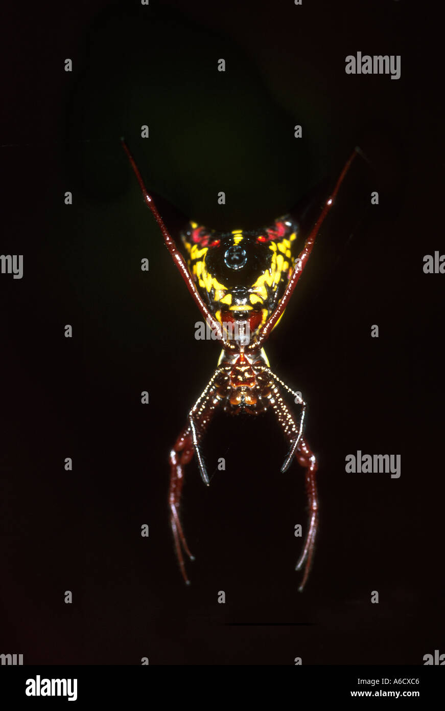 underside of spider insects bugs Stock Photo - Alamy