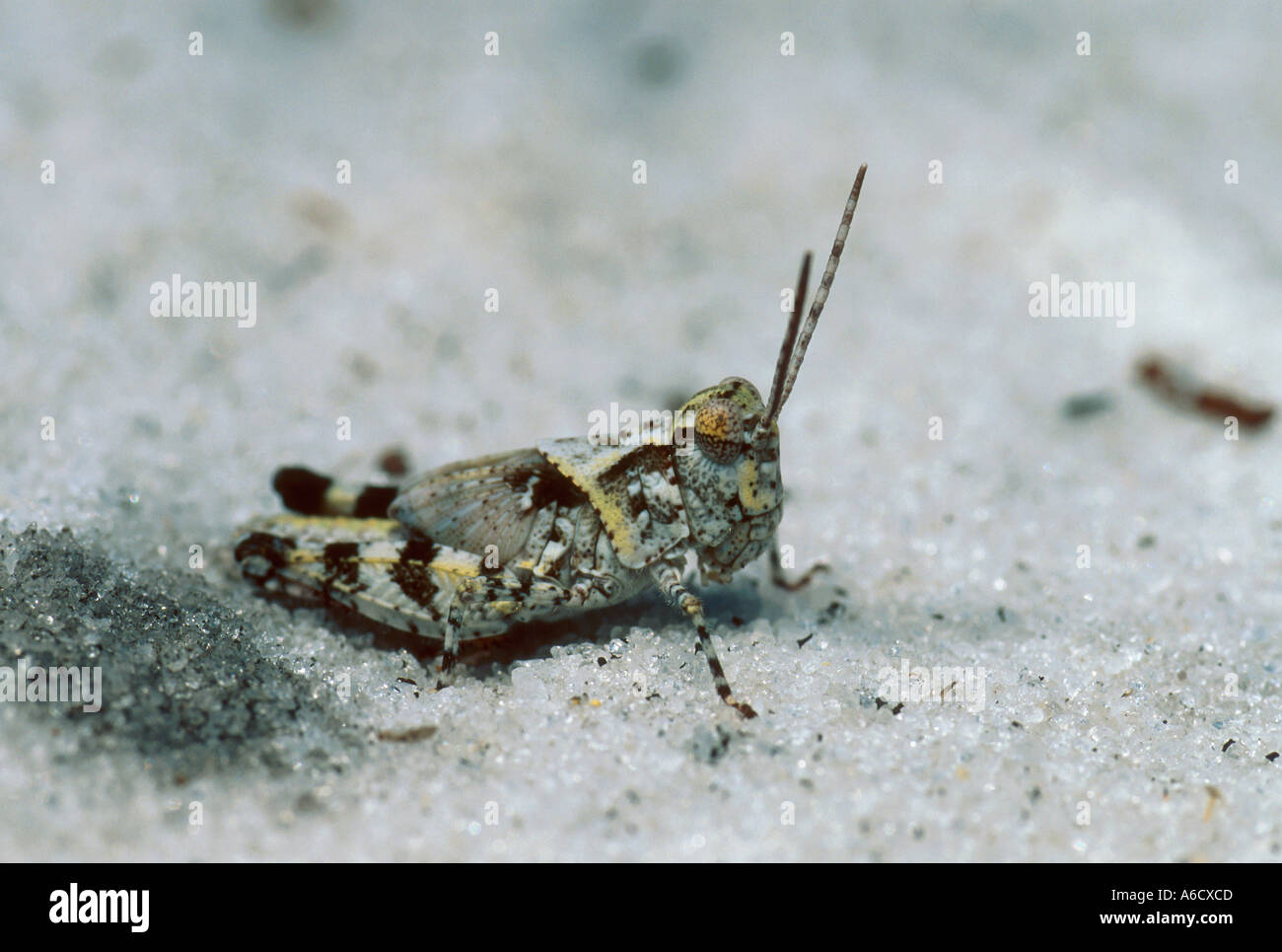 Acrididae grasshopper insects bugs Stock Photo - Alamy
