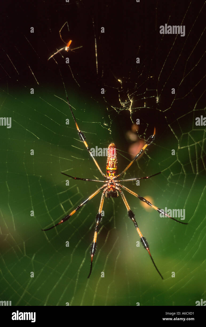 spider on web golden silk spider Nephila clavipes spiders insects bugs ...