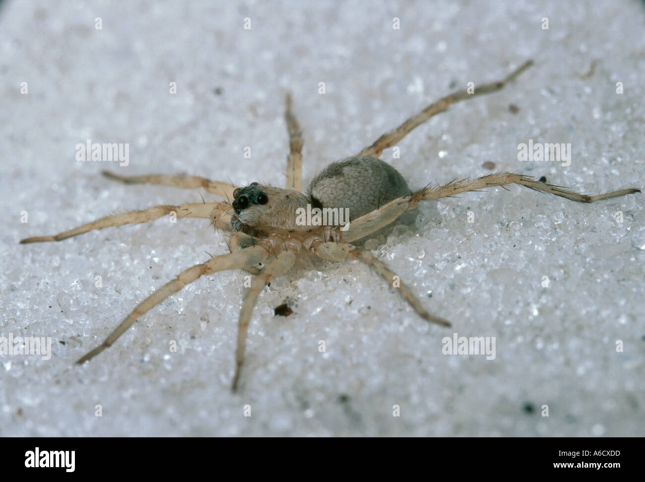 Lycosidae wolf spider spiders insects bugs Stock Photo - Alamy