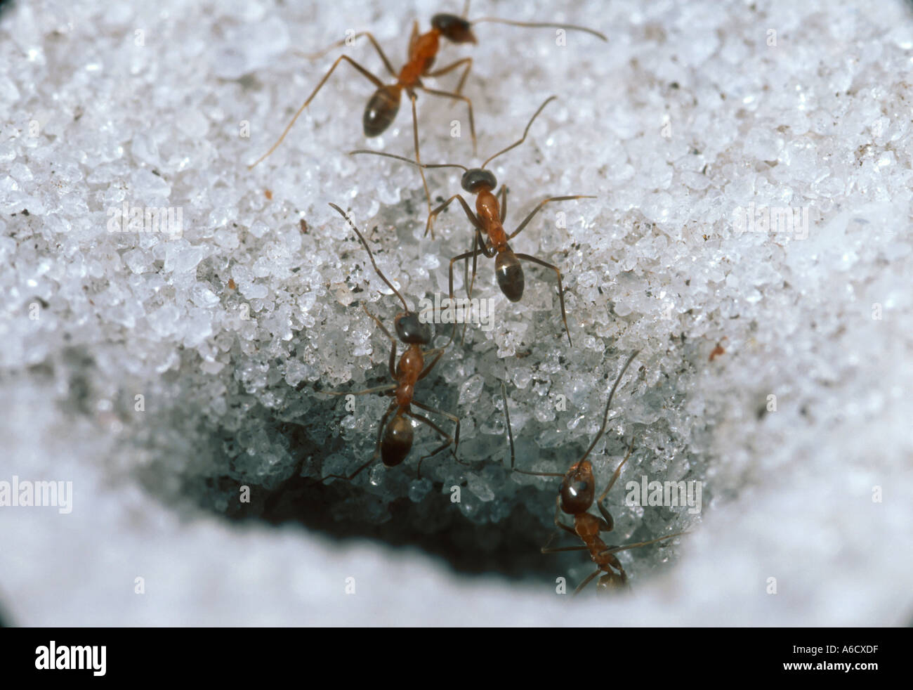 cone ants insects bugs emerging from hole in mound Stock Photo - Alamy