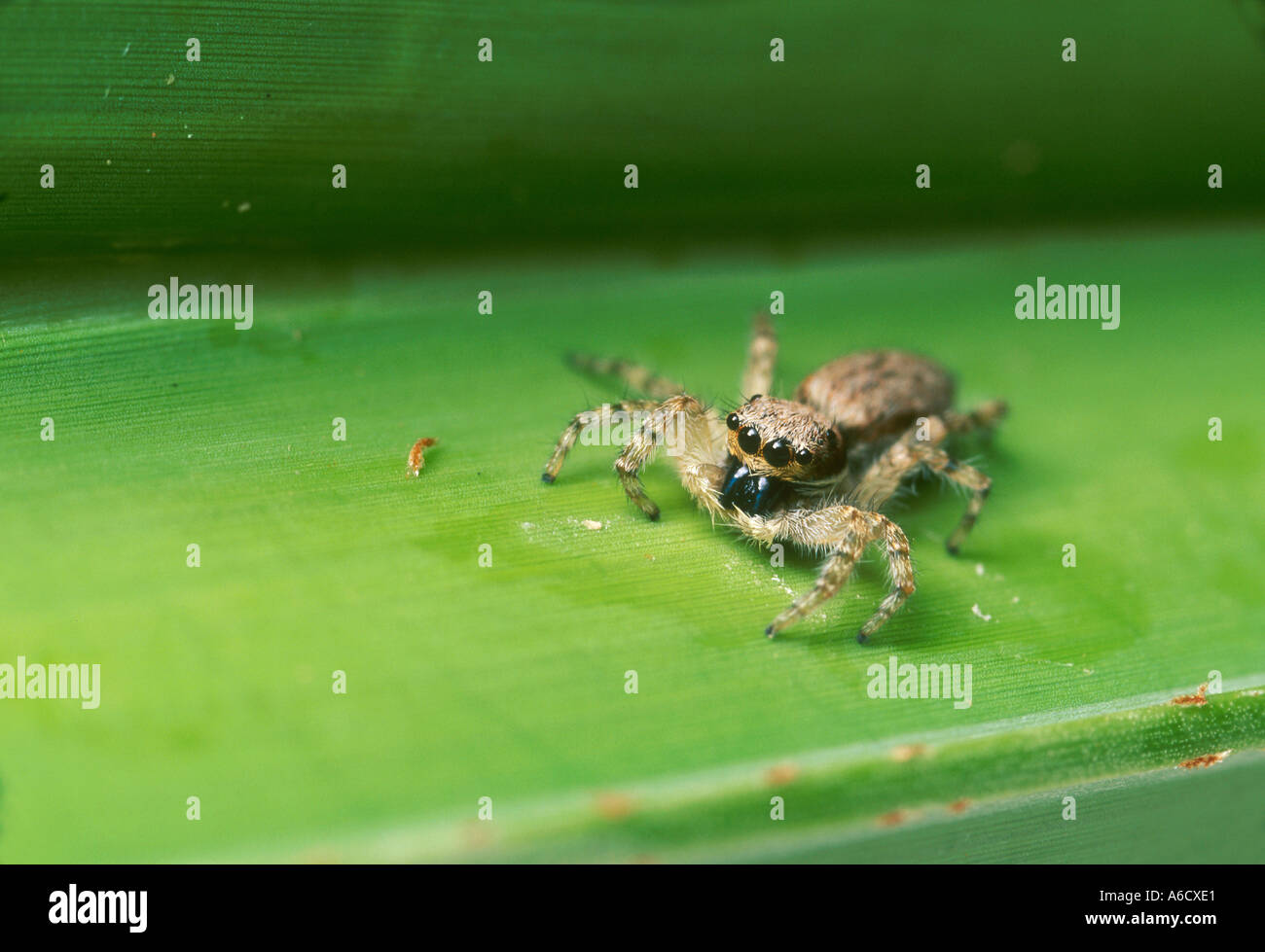 jumping spider spiders insects bugs Stock Photo - Alamy