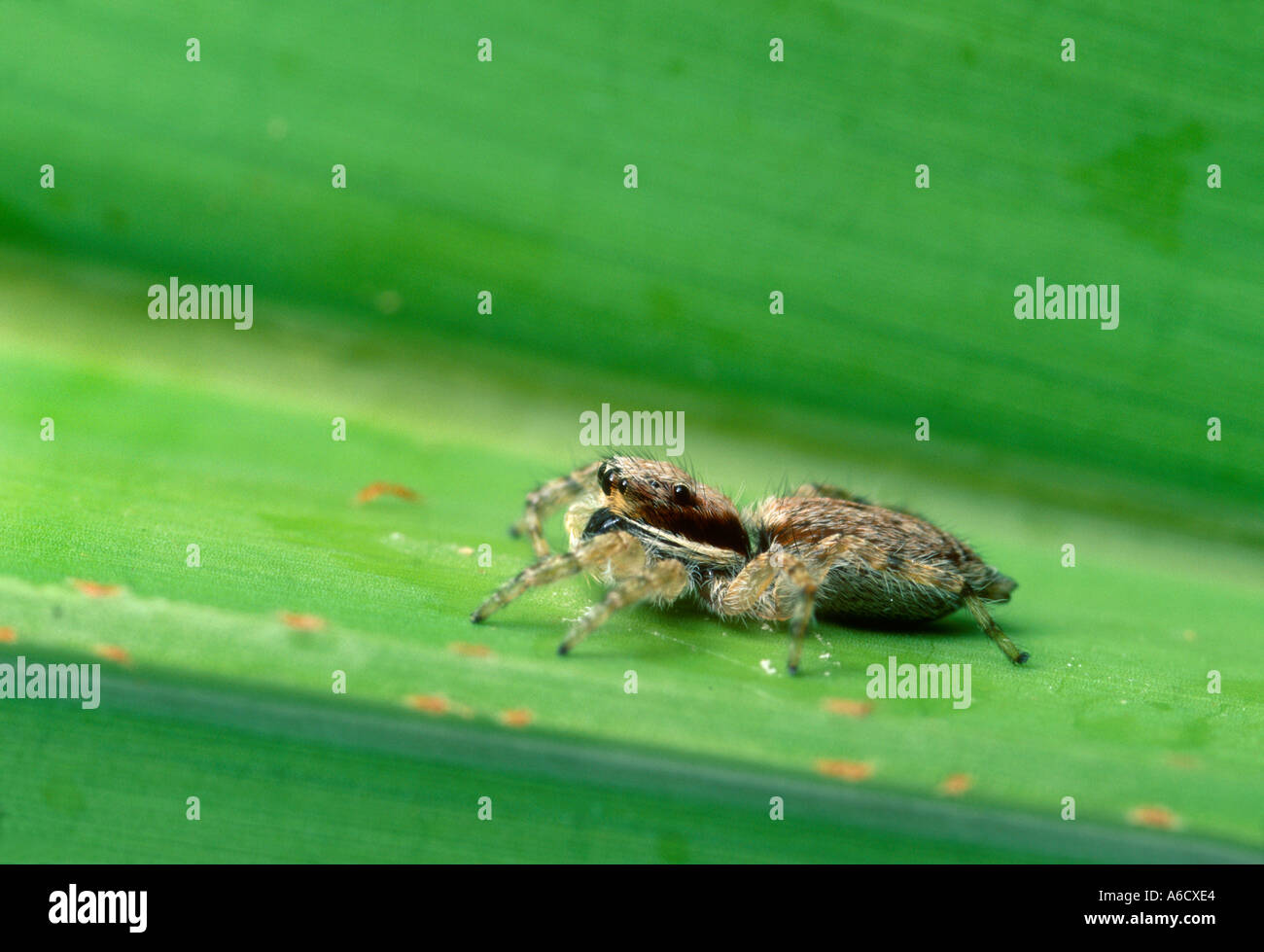 jumping spider Family Salticidae spiders insects bugs Stock Photo - Alamy