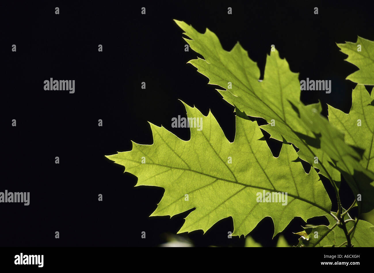 Close-up of a leaf Stock Photo - Alamy