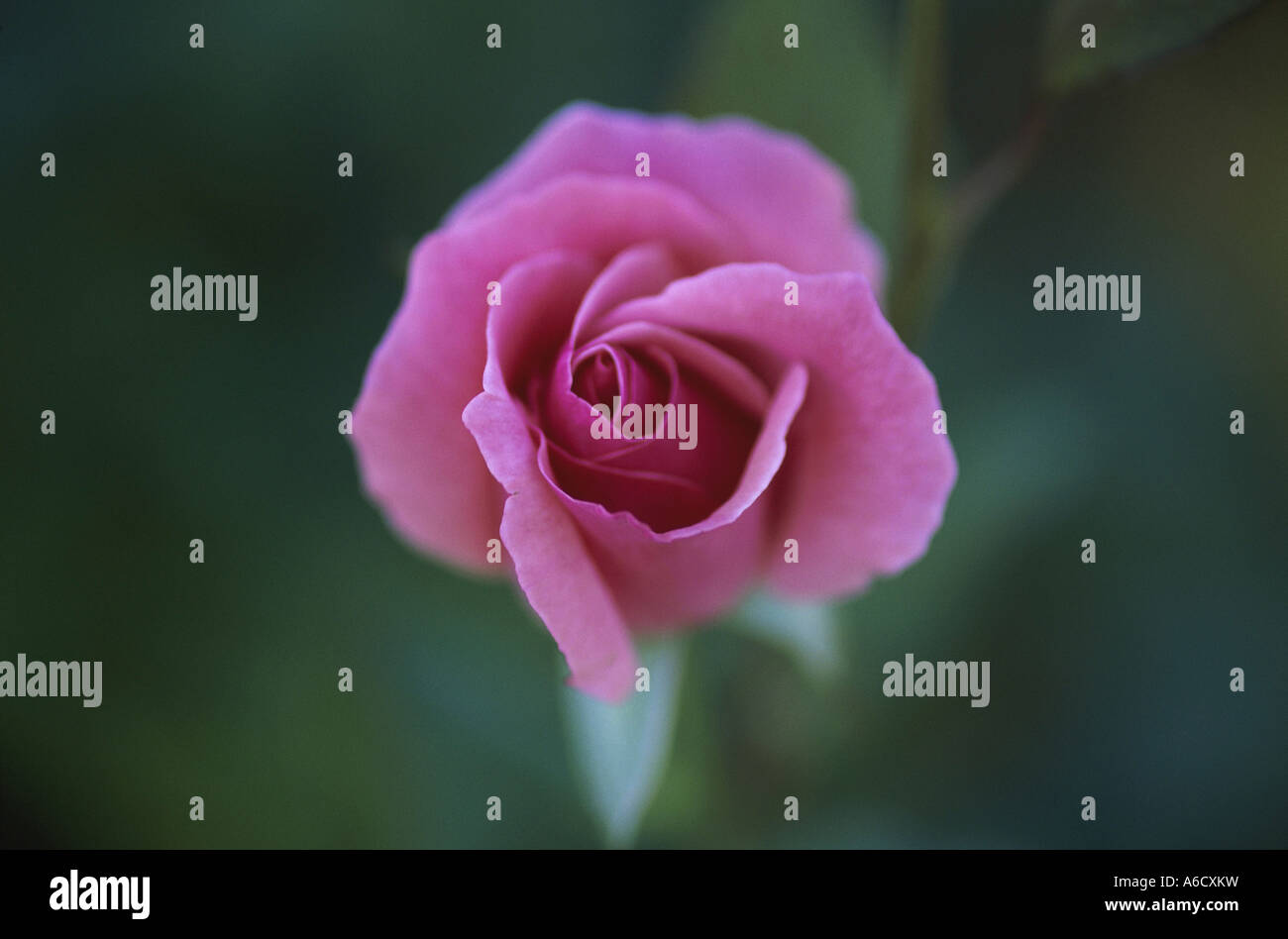 Close-up of a rose Stock Photo - Alamy