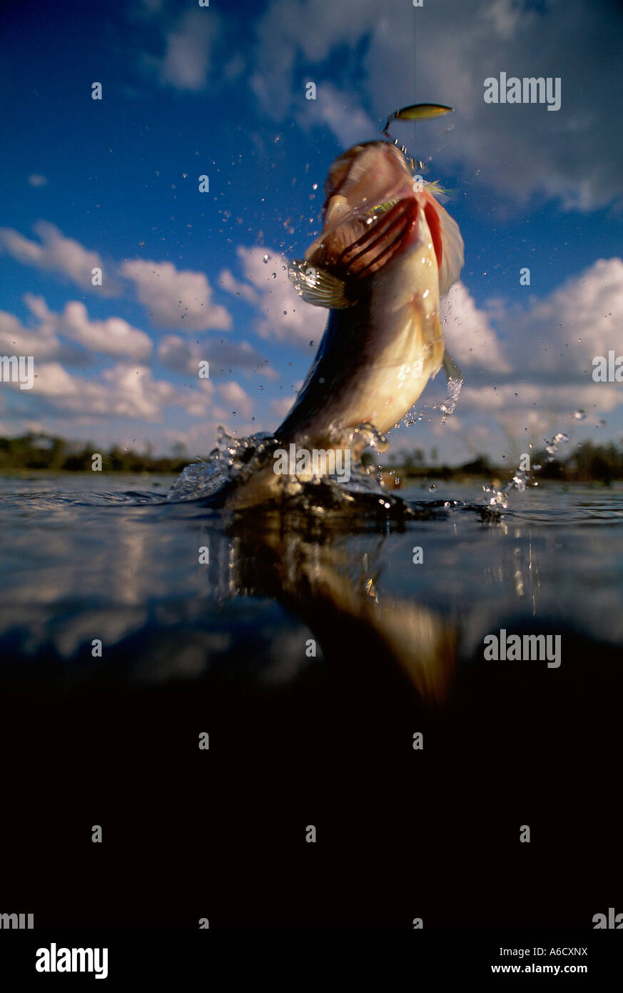 Fish jumping out of water Stock Photo - Alamy
