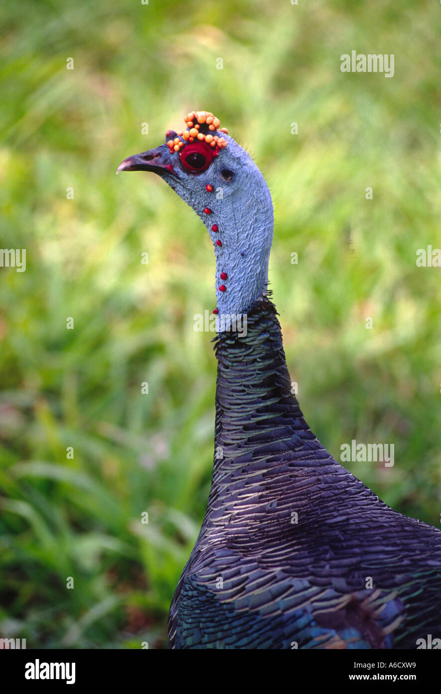 Guatemalan BLUE HEADED WILD TURKEY near TIKAL PETEN JUNGLE GUATEMALA ...