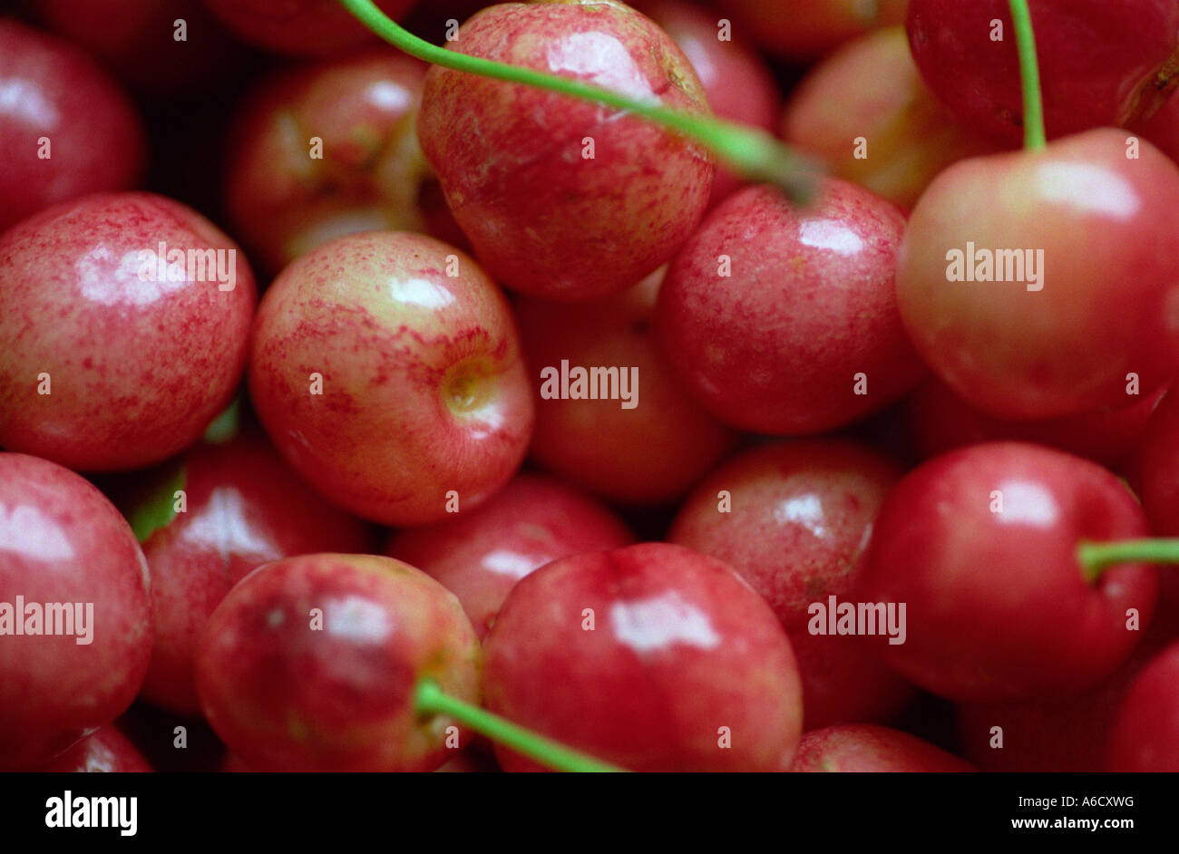 A bowl of red cherries all stacked together as an abstract image Stock ...