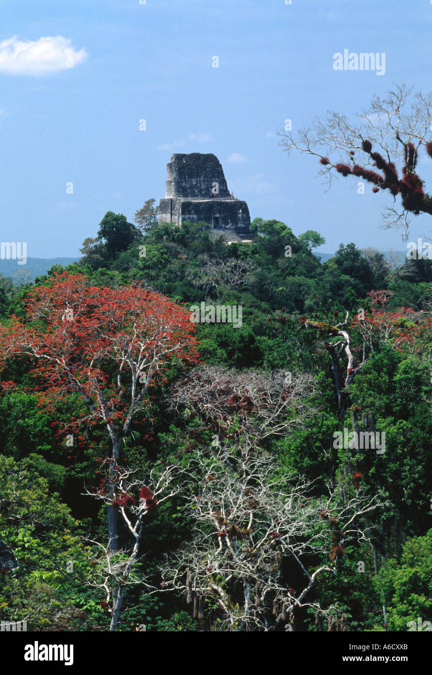 MAYA RUINS and stairway with STELAE ALTERS to MAYA RULERS of TIKAL ...