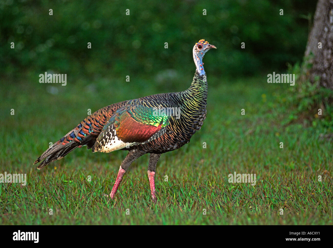 WILD TURKEY with blue head TIKAL RUINS GUATEMALA Stock Photo - Alamy