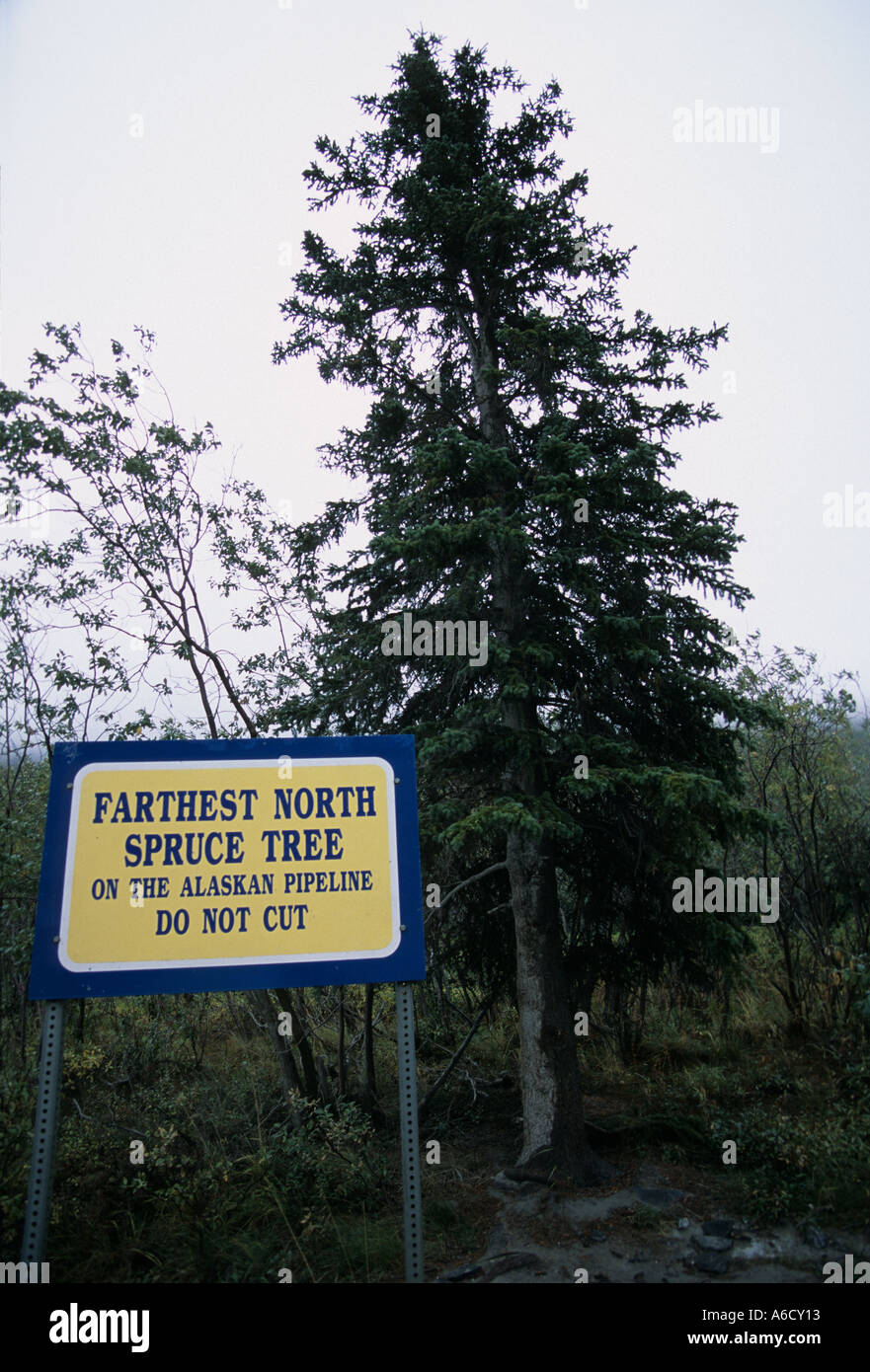 Alaska Dalton Highway Furthest North Spruce Tree Stock Photo - Alamy