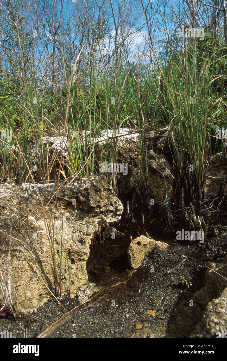 Everglades National Park Monroe County rockland limestone landscape ...