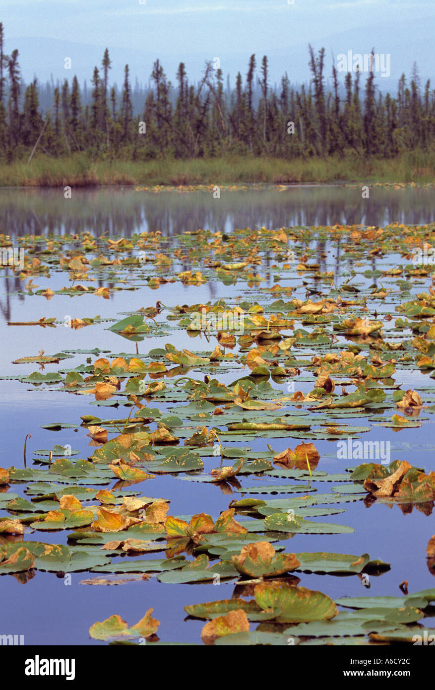 Alaska Brooks Range Dalton highway Lilly pads in pond tiaga forest in ...