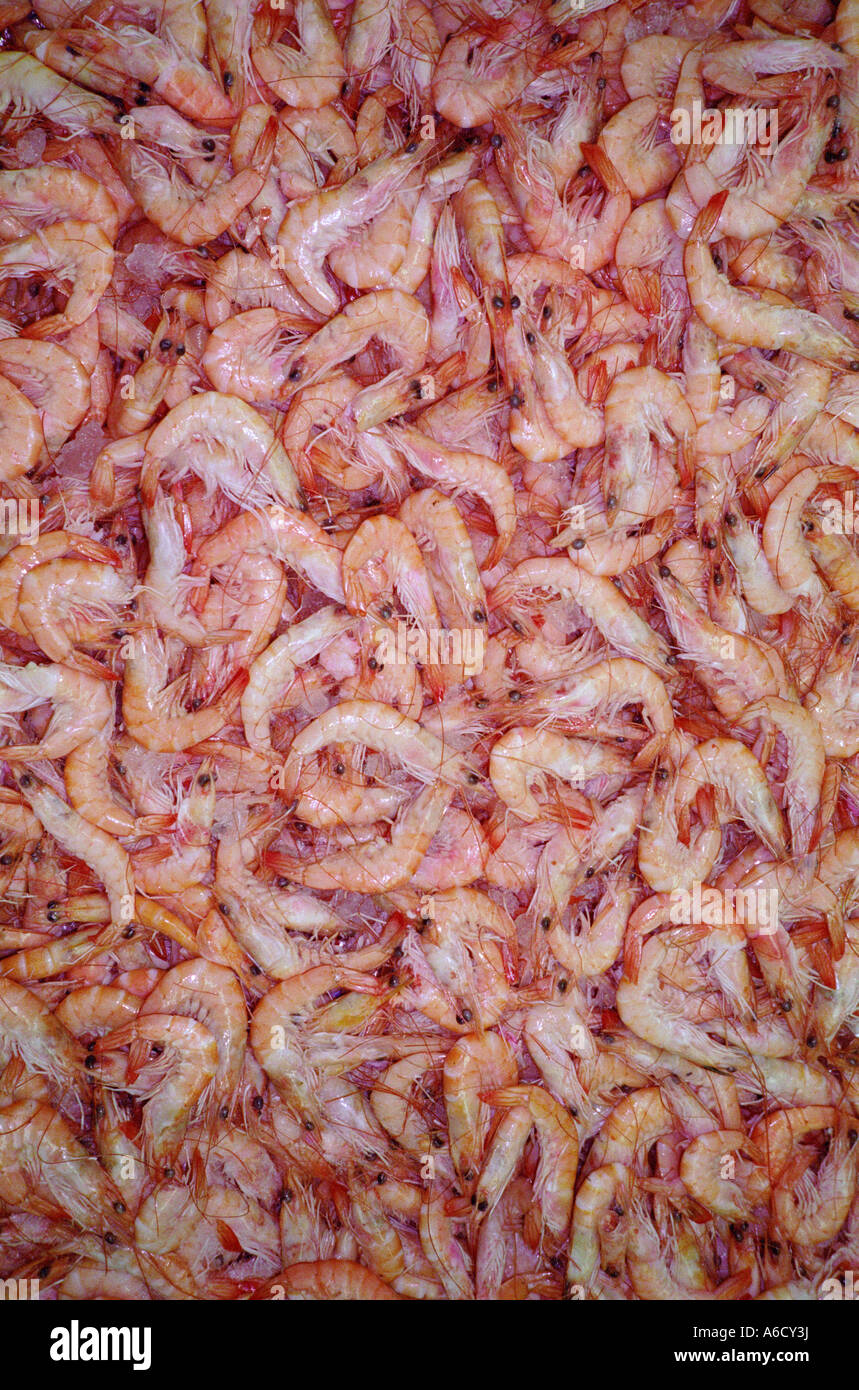 Prawns in shell spain hi-res stock photography and images - Alamy