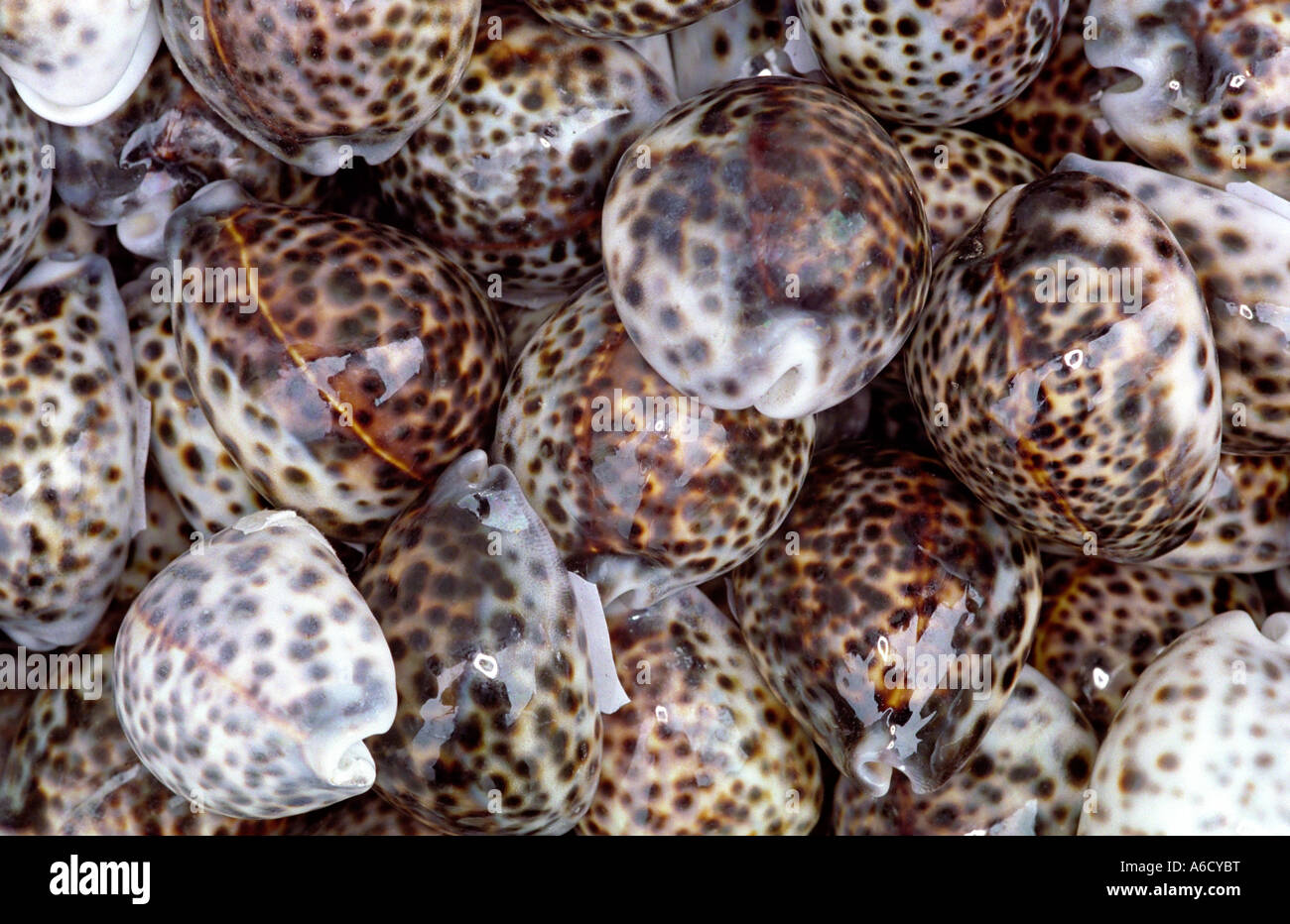 shiny shells from a British seaside town if you listen to them you can ...